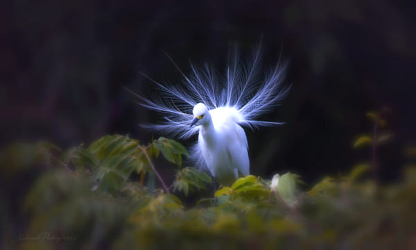 DEA by Nidheesh Keloth | 500px