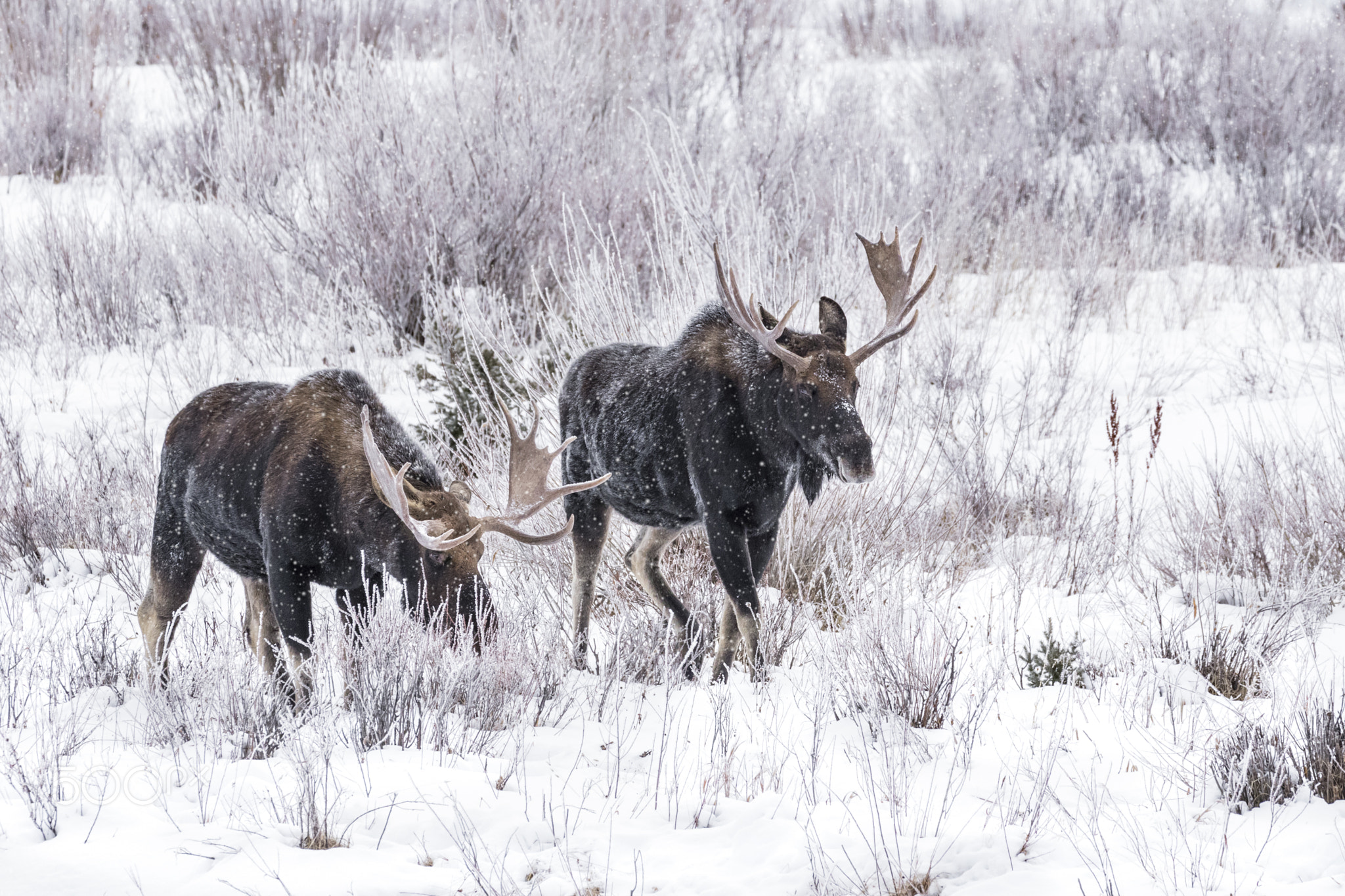 Bull moose grazing in a morning snowfall by Mark Perry | 500px