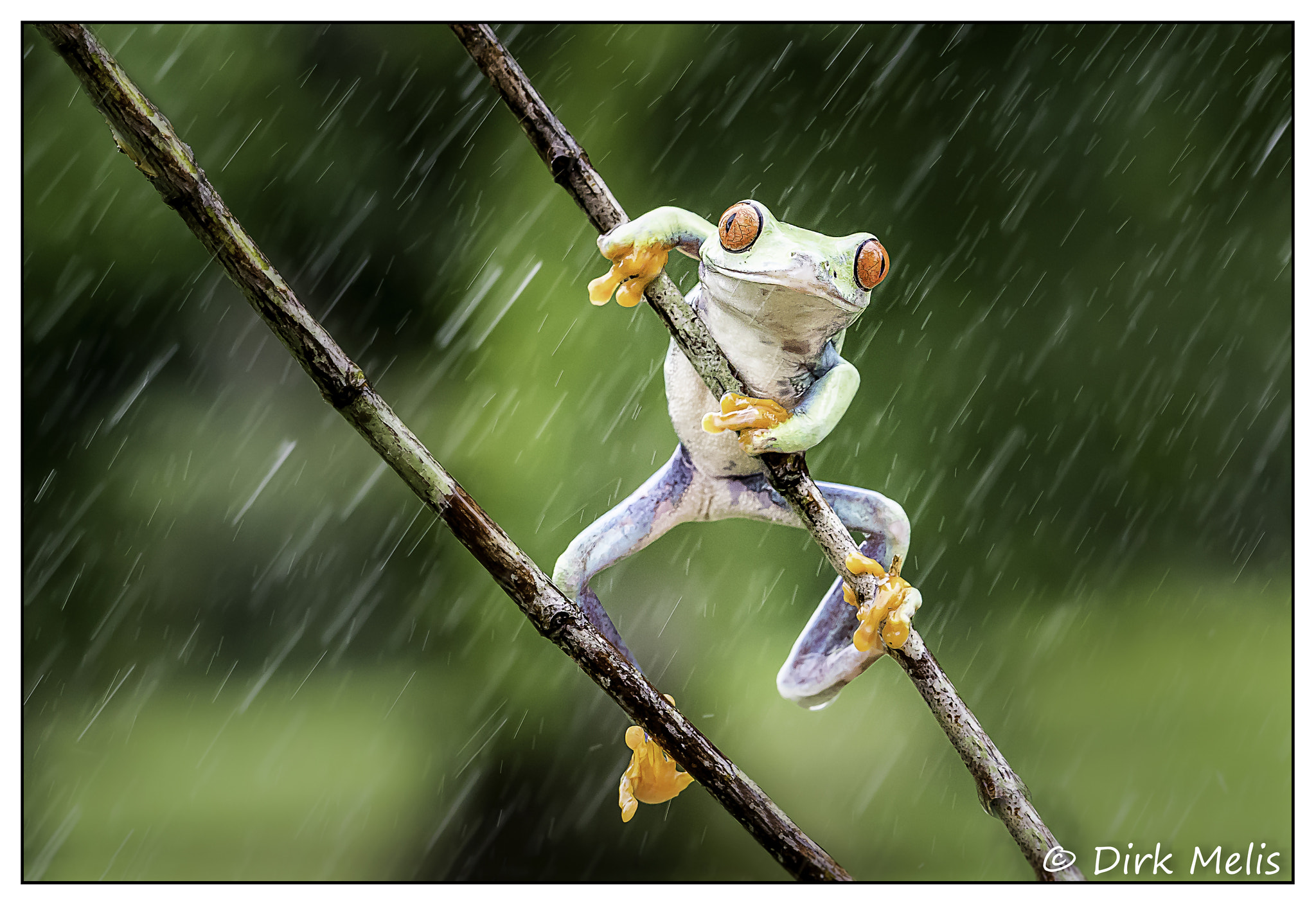 Red-eyed tree frog by Dirk Melis / 500px