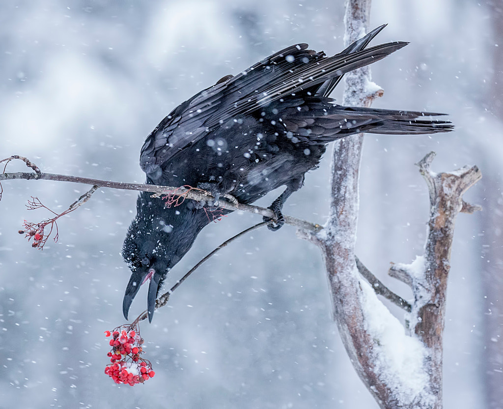Raven in snowy weather by Pascal De Munck / 500px