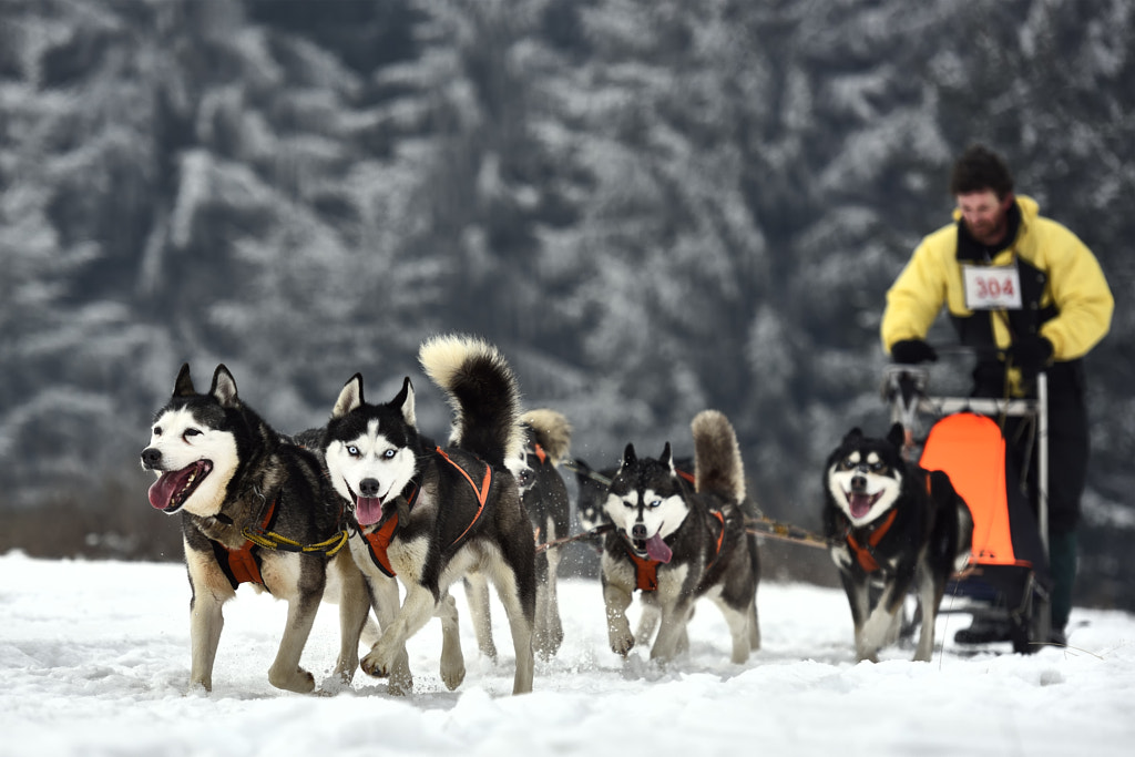 Free Dog Sled Racing Contest with dogs by Danny Iacob / 500px
