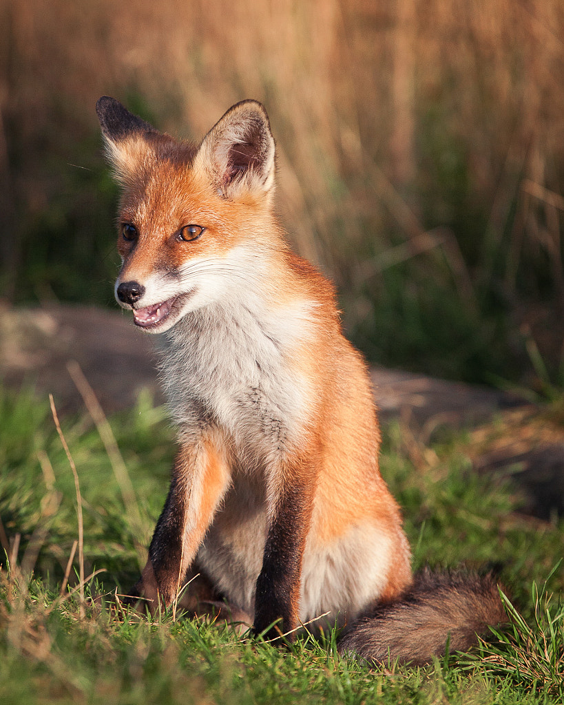 Young fox in Slowinski Park Narodowy by Patrick Stohl / 500px