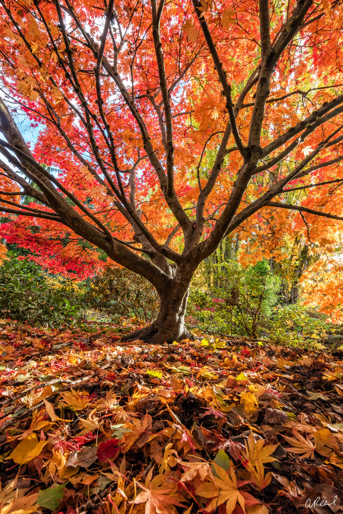 Aaron Reed (AaronReedPhotography) Photos / 500px