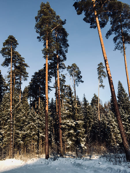 Pisa pine by Alex Khlupin | 500px