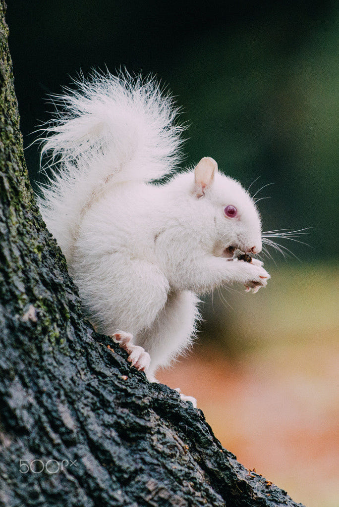 Two rare albino squirrels in a South London park by williamstrange | 500px
