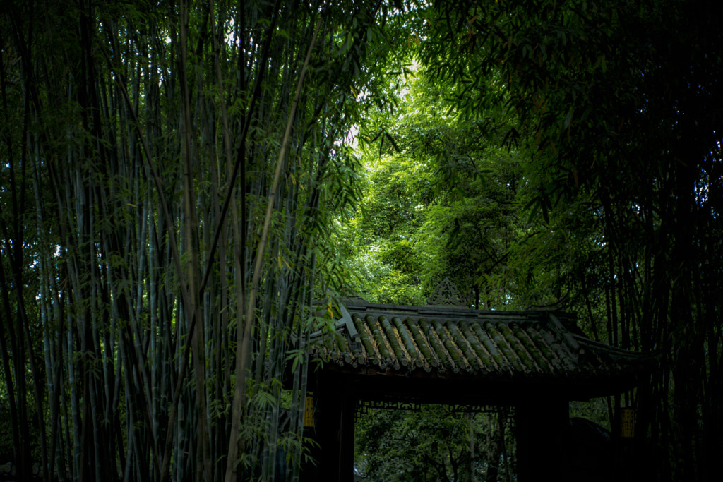 Forest of Bamboo by Lingfeng Yang / 500px