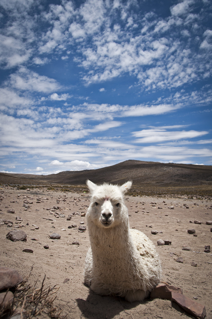 La alpaca by Sergio G. Roca | 500px