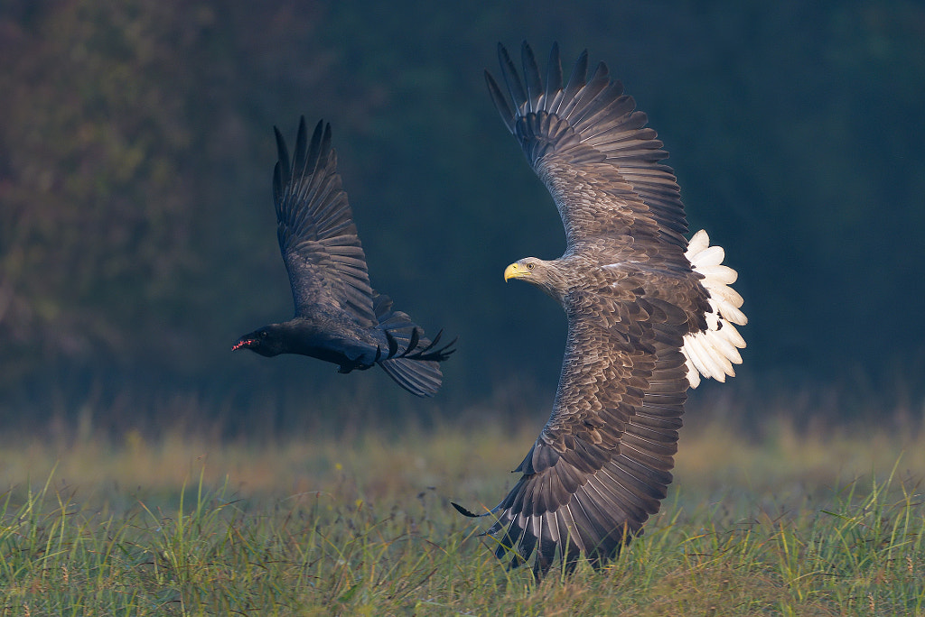 Chasing a Thief by Harry Eggens / 500px