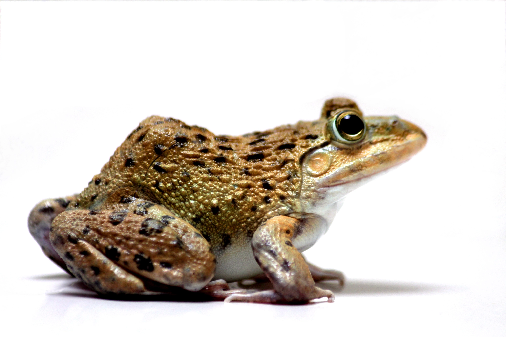 Frog from Thailand (Rana rugulosa) by Parindra Karavi / 500px