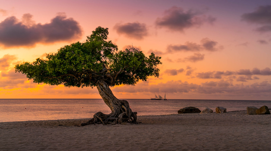 Aruba Tree by Serge Ramelli / 500px