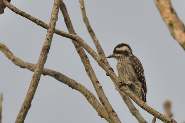 Sunda pygmy woodpecker by Kin Sun Wong / 500px