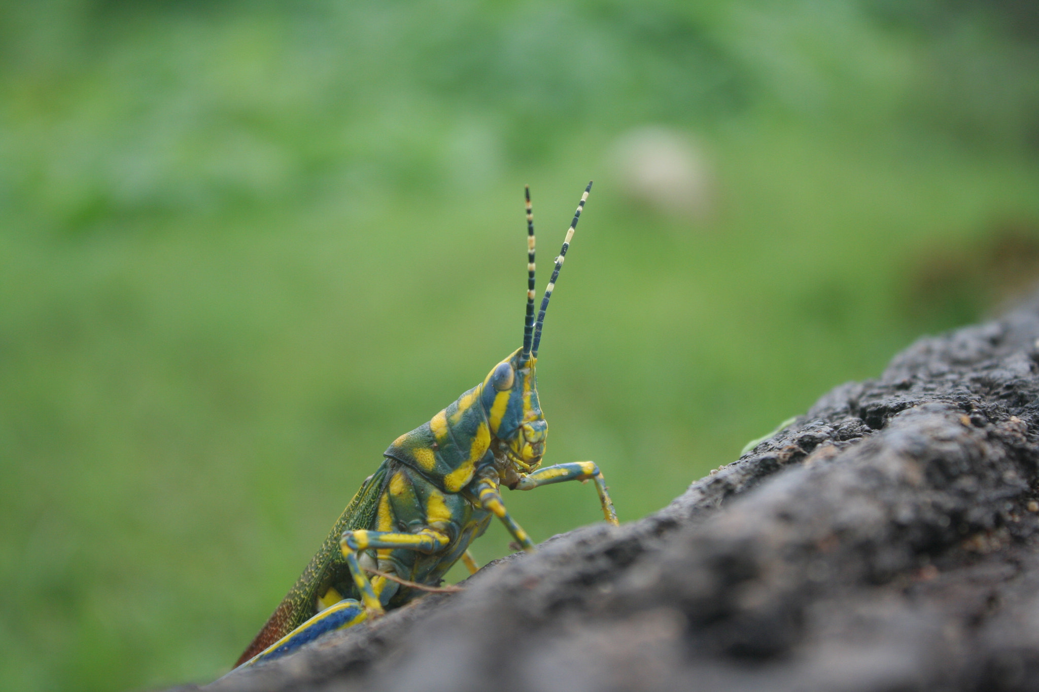 Grasshopper by Dharmesh Prajapati | 500px