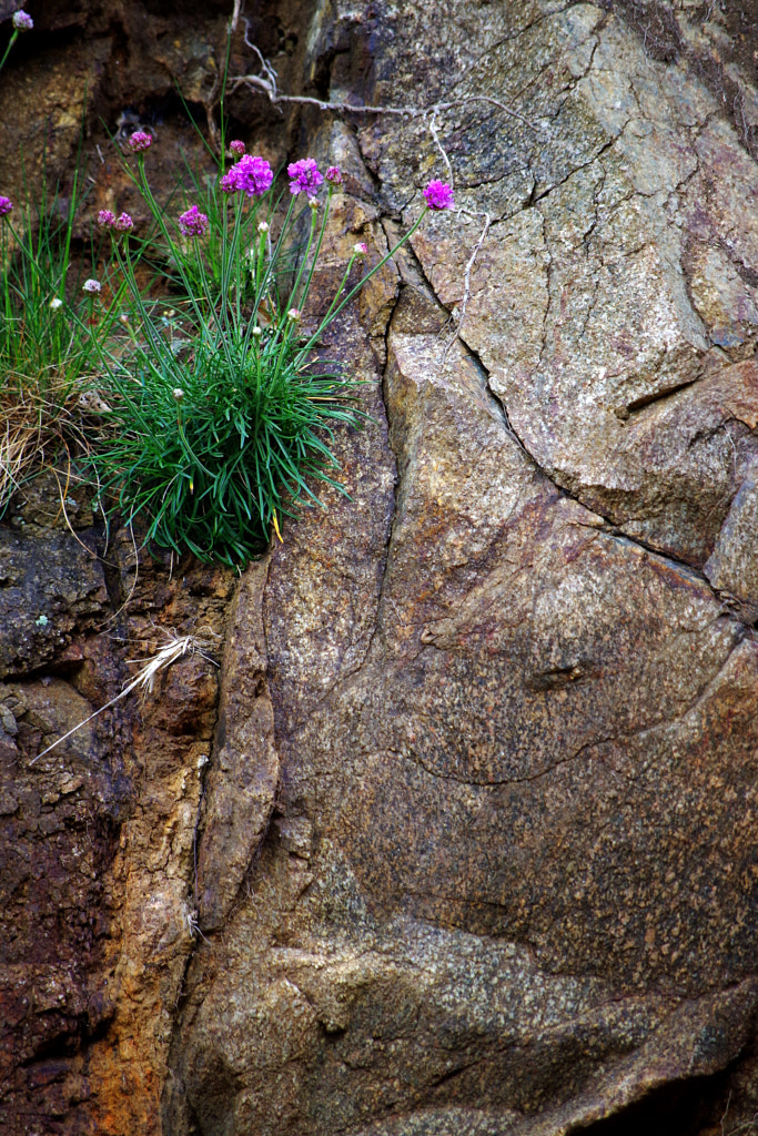 rock chives by Brian Fernée / 500px