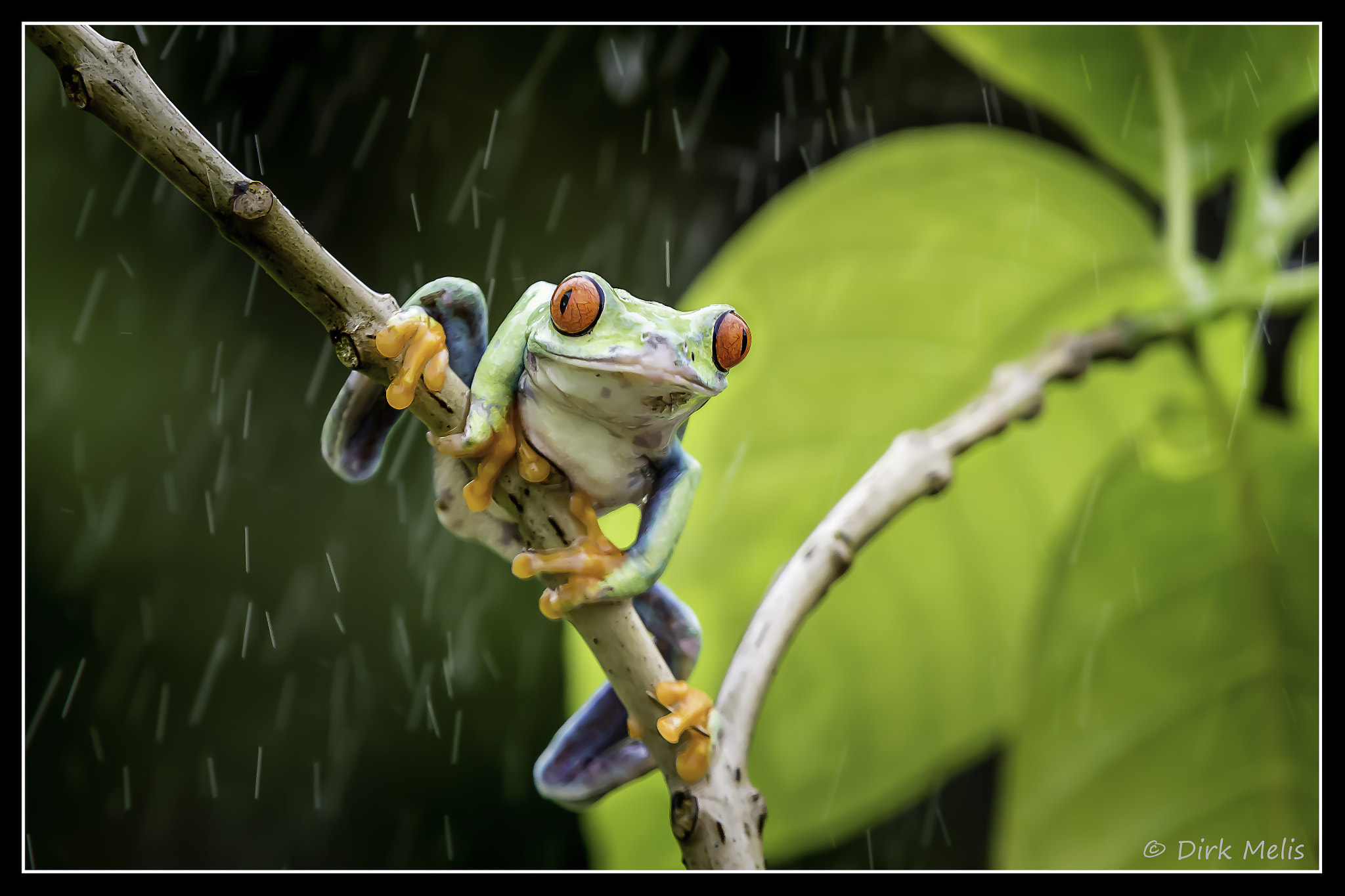 Red-eyed tree frog by Dirk Melis / 500px