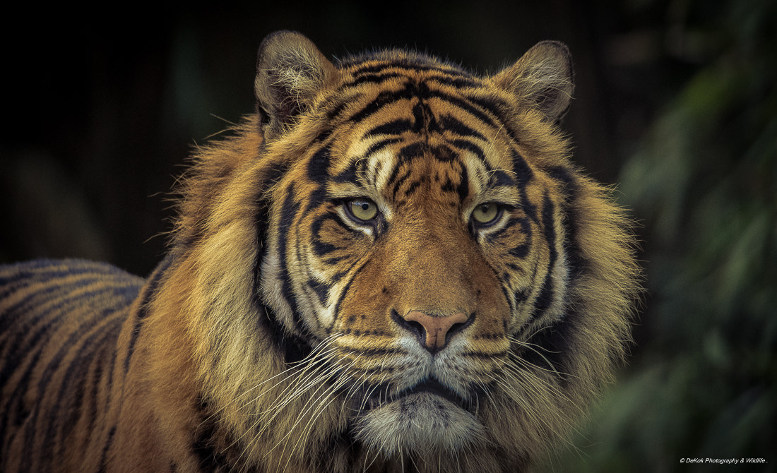 Intense Gaze of the Wild | nature photo by Patrick Kruizinga | 500px