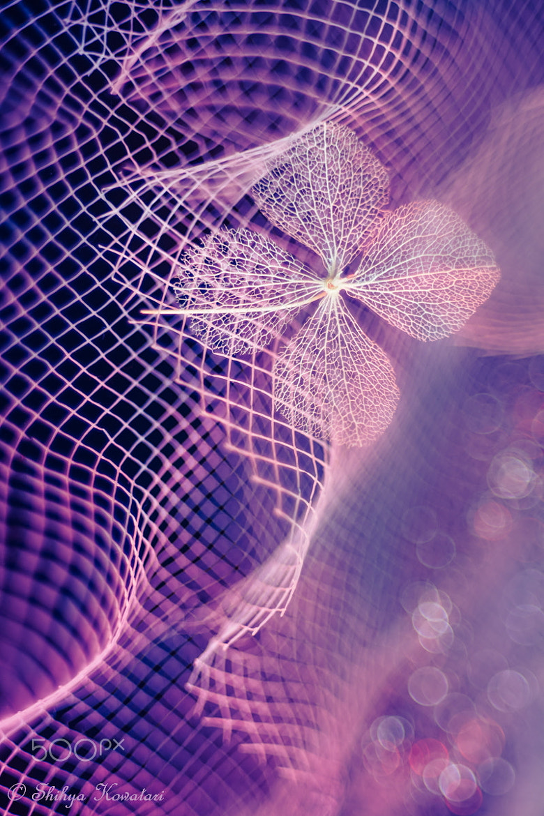 Shihya Kowatari (ShihyaKowatari) Photos / 500px