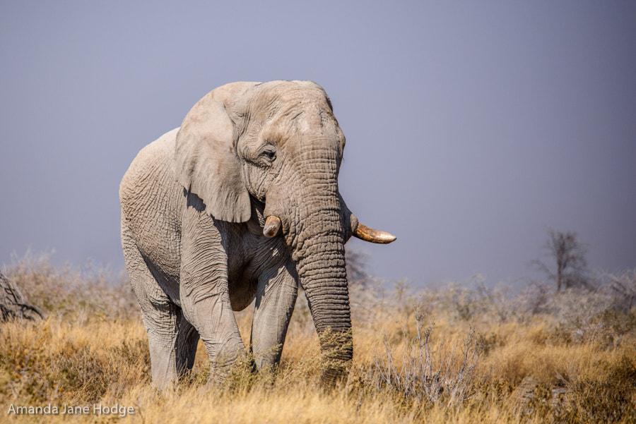 Savanagh Elephant by Shaun Hodge / 500px