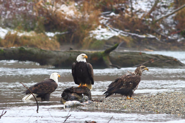 Bald eagles stand eating along a riverbank. by Tyler Keim | 500px