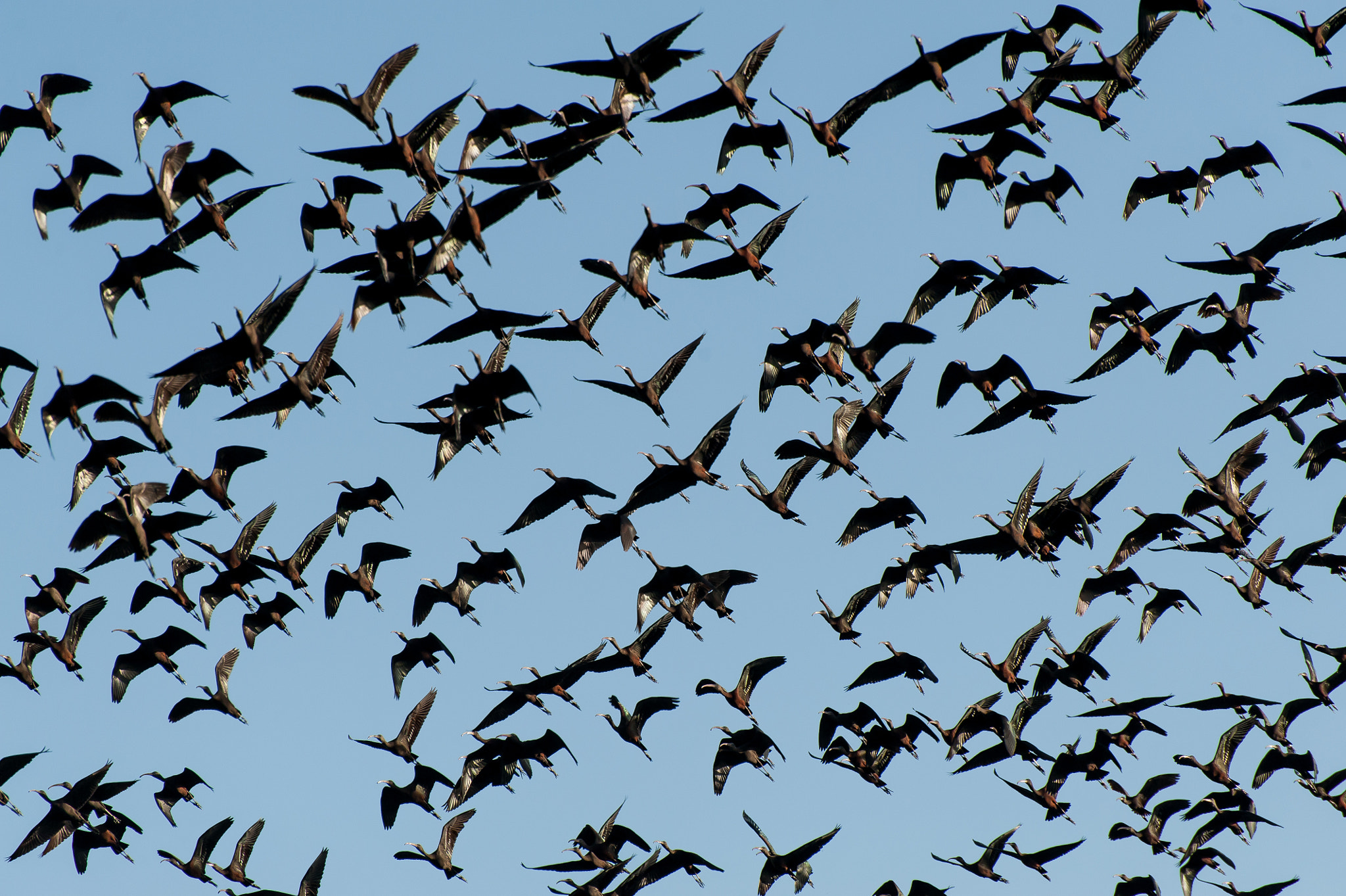 Birds Texture by Yahav Gamliel / 500px