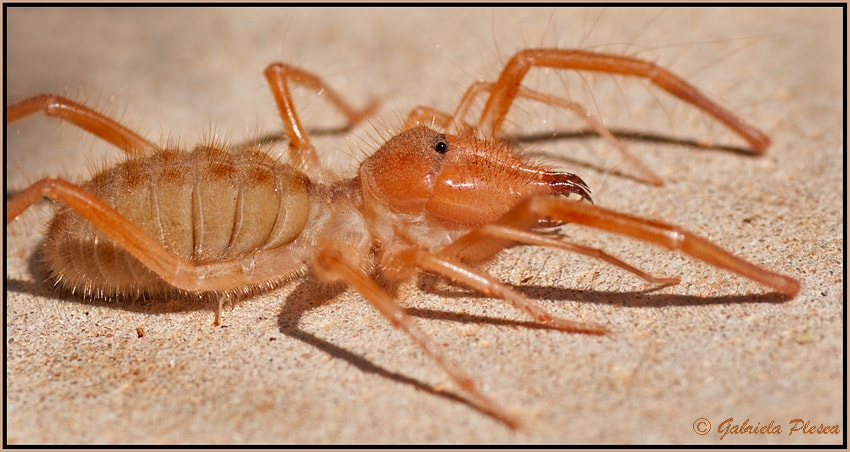 Sun Spider/Roman Spider by Gabriela Plesea / 500px