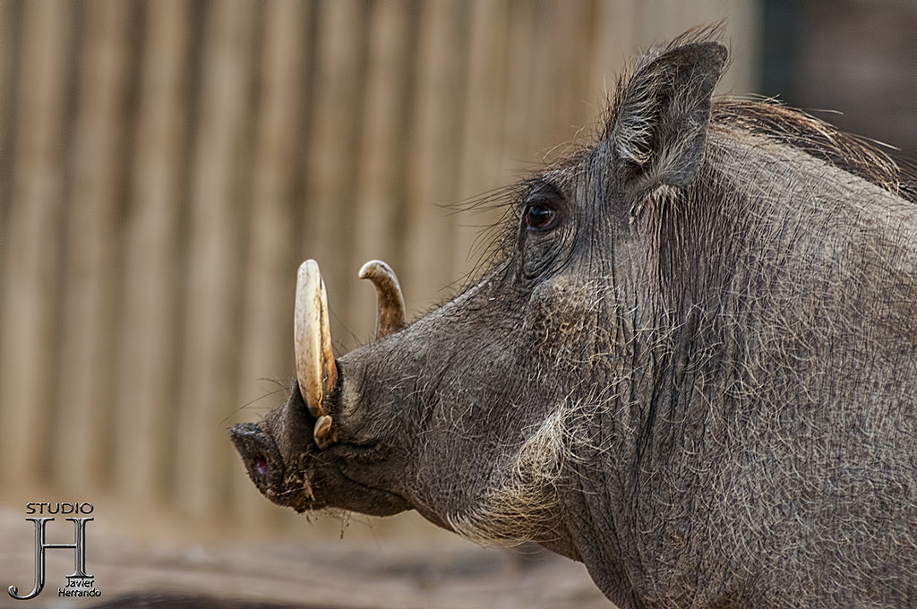 Mis colmillos by Javier Herrando / 500px
