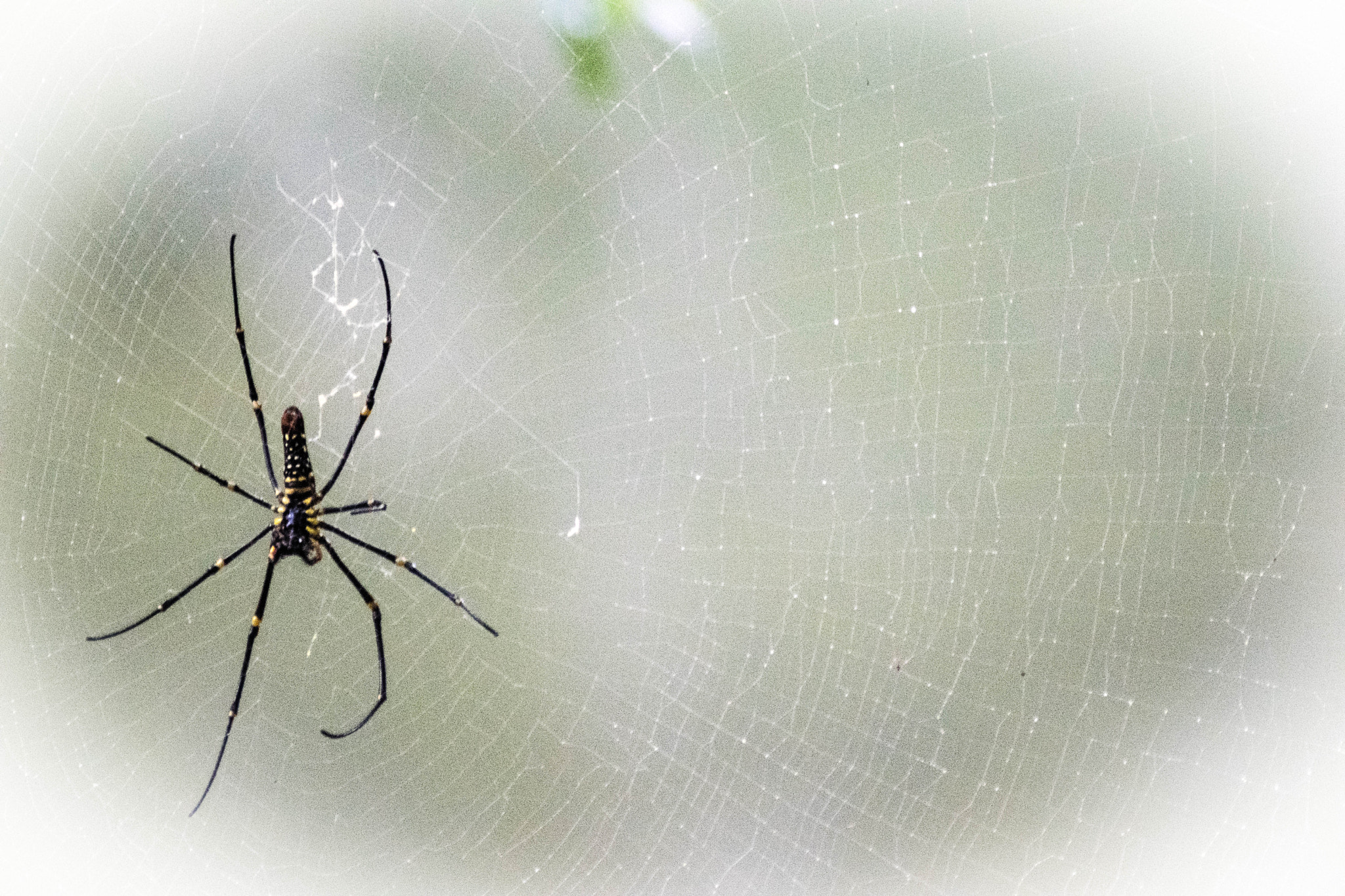 Huntsman and a Spider's Web by Sue Heap / 500px