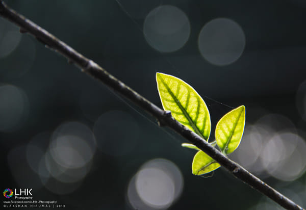 One last leaf , One last Hope ! by lakshanhirumal / 500px