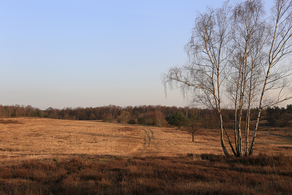 Wahner Heide by Markus Kochniss / 500px