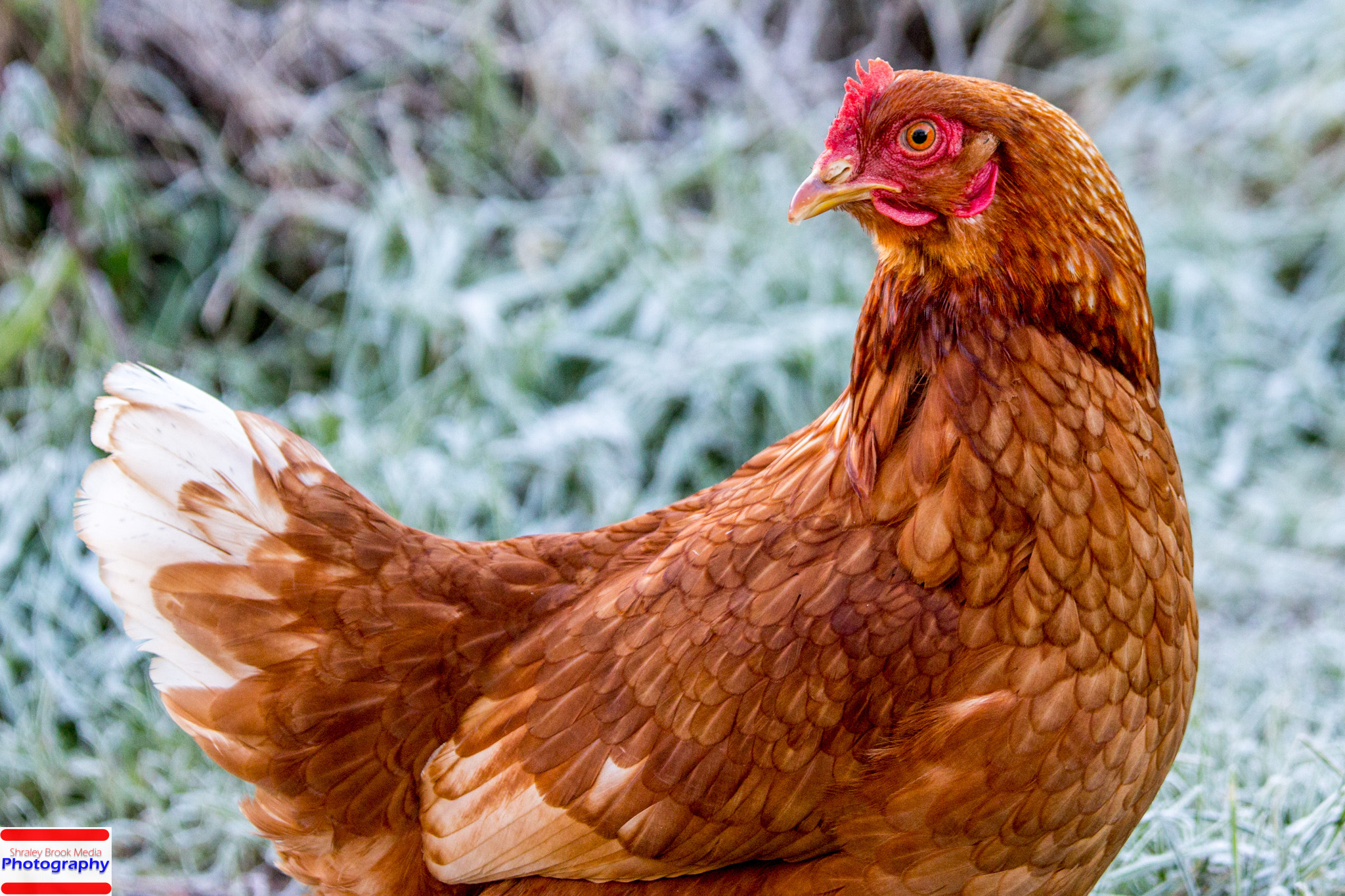 Little Red Hen by Duncan Richardson / 500px