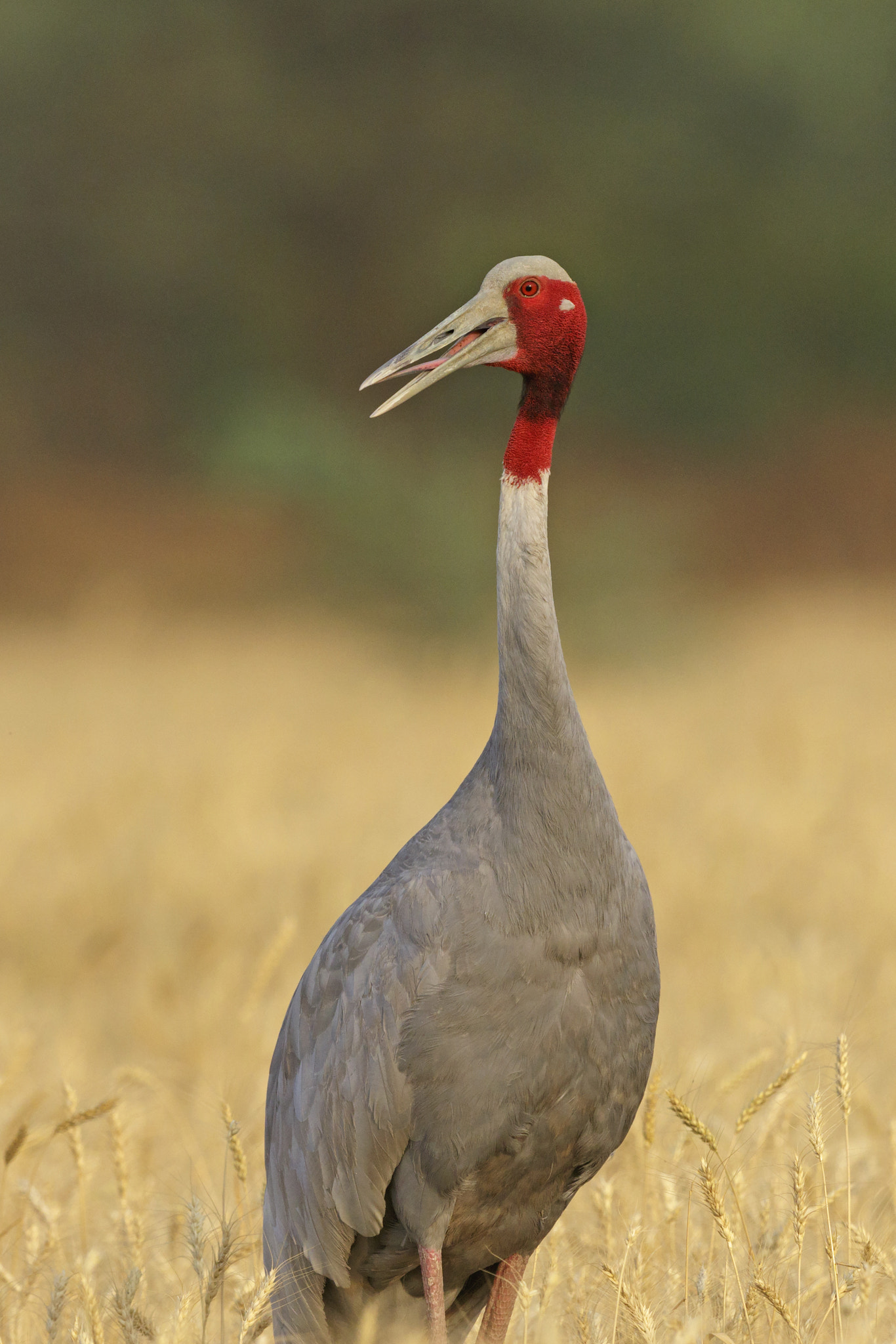 Zubin Ashara (ZubinAshara) Photos / 500px