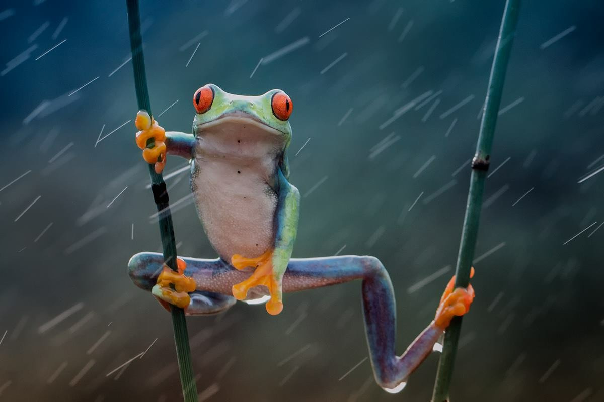 Frog style by Hendy Lie / 500px