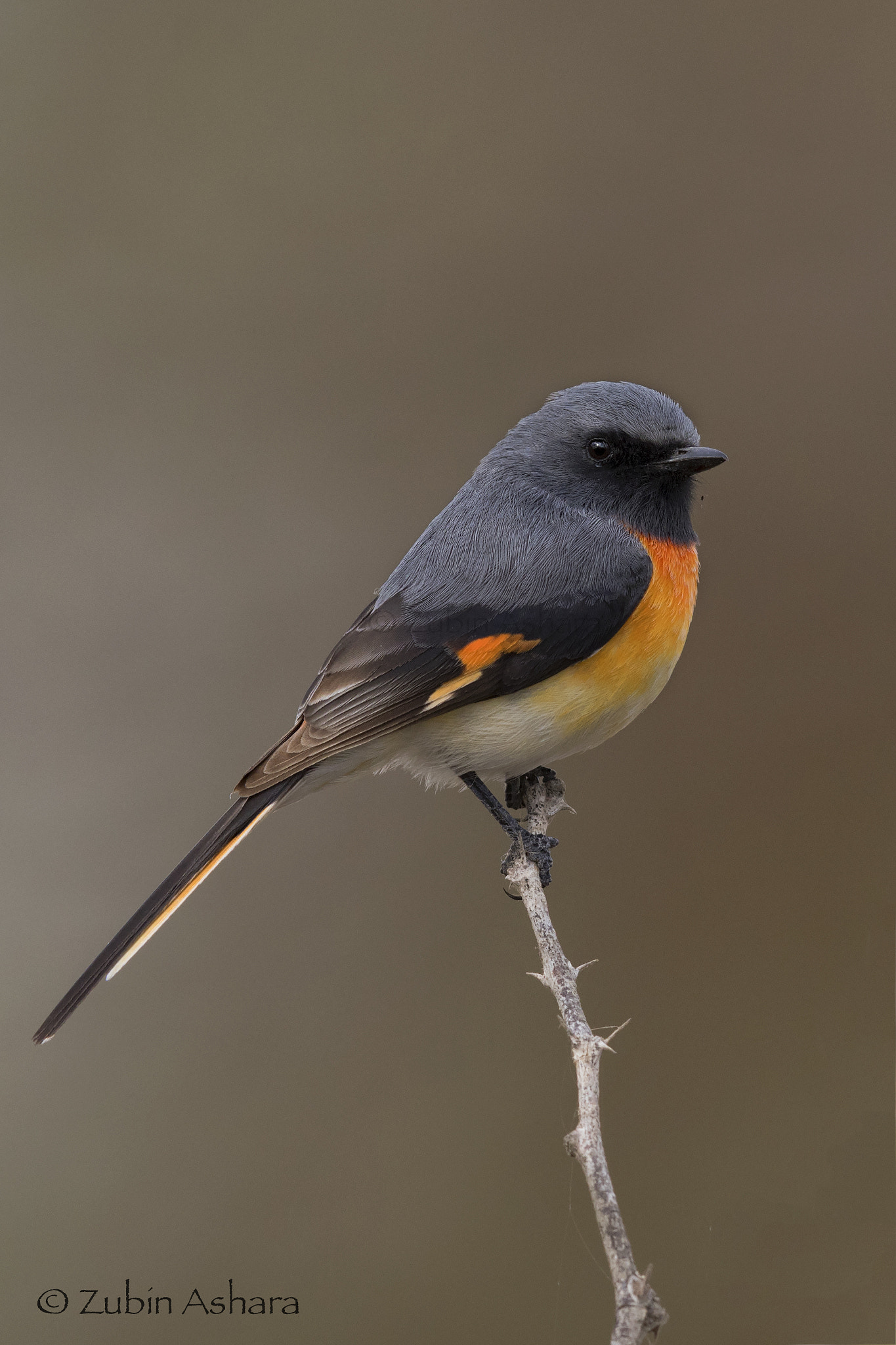 Zubin Ashara (ZubinAshara) Photos / 500px