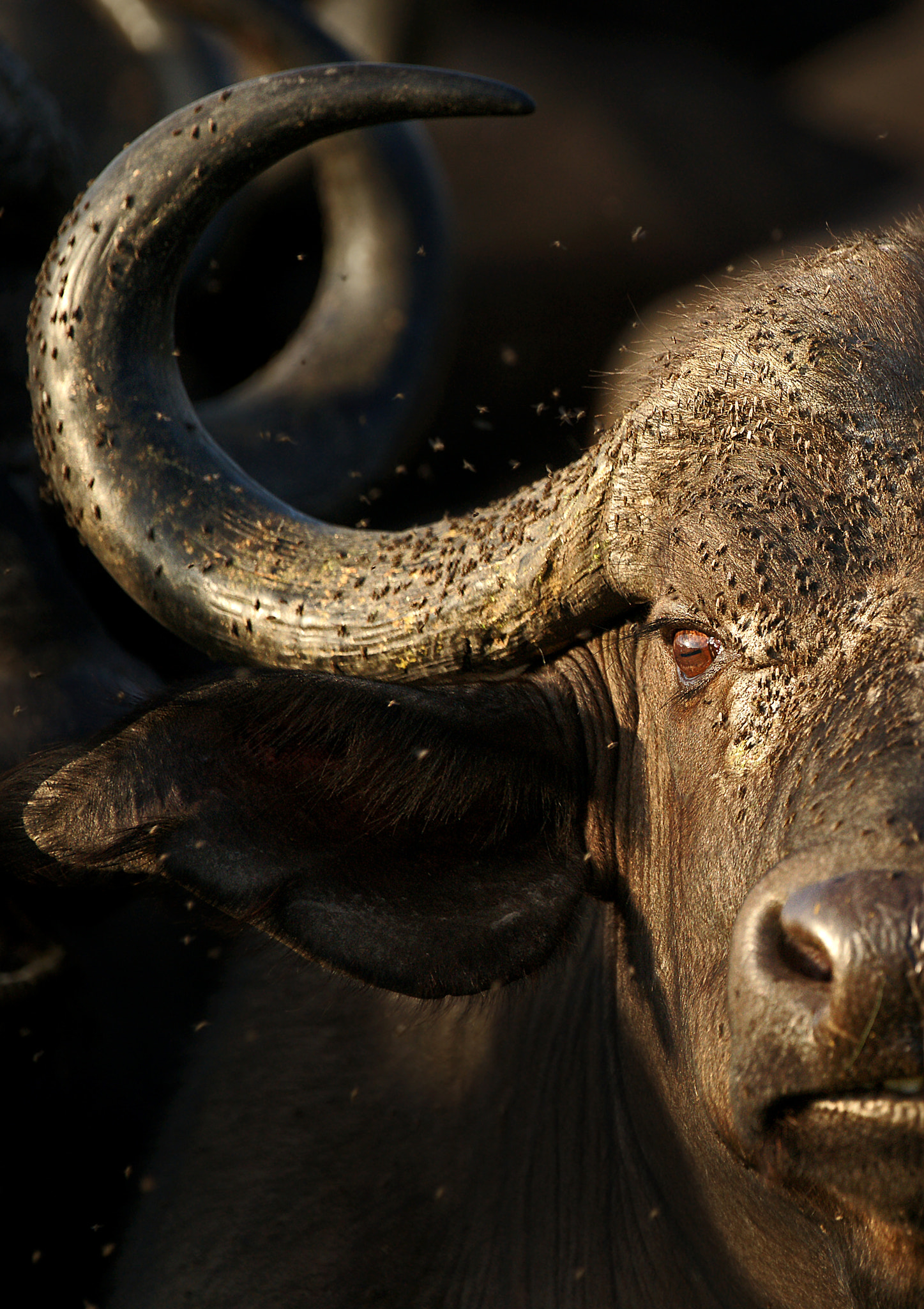 Buffalo FLY and EYE by Rudi Hulshof - Photo 24248353 / 500px