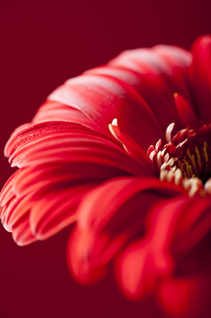 Gorgeous Red Gerbera by Jacinthe Brault / 500px