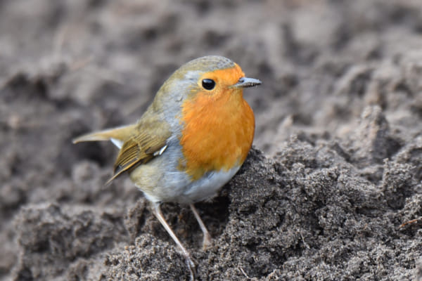 robin by Foto Graaf | 500px