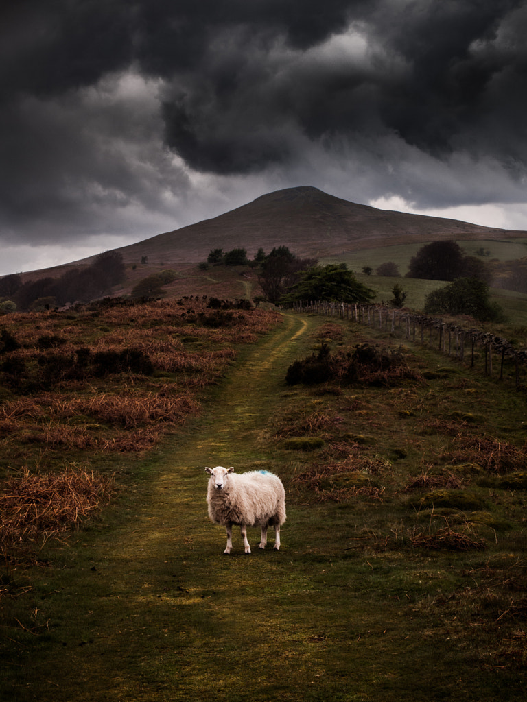 The most hardy fell walker. by C Bryant / 500px