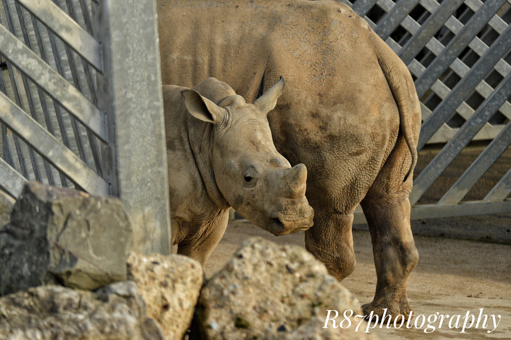 Baby rhino with its mummy at Colchester zoo by Russell / 500px