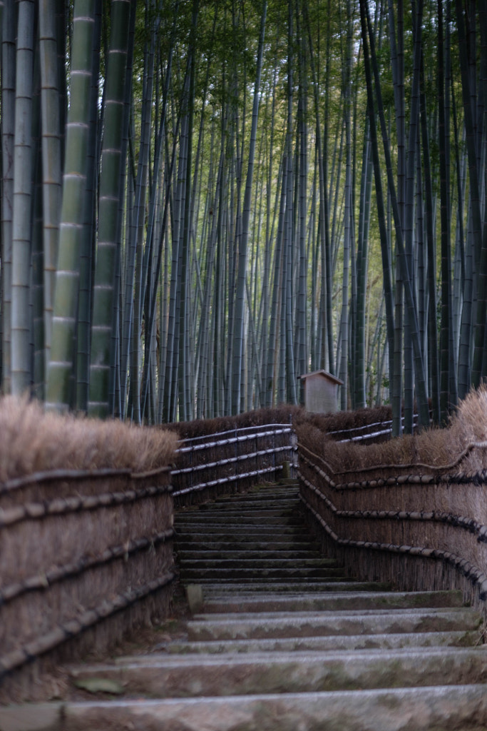 Adashino Nenbutsuji Temple, Kyoto, Japan. by Koji Ishida / 500px