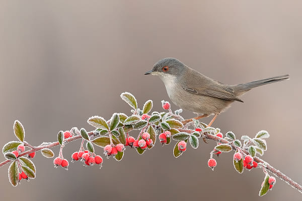 Some eyelashes (secretary bird) by Rudi Luyten / 500px