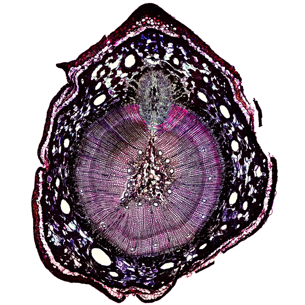 Pine Stem Cross Section Under Microscope by thinkfromscratch / 500px