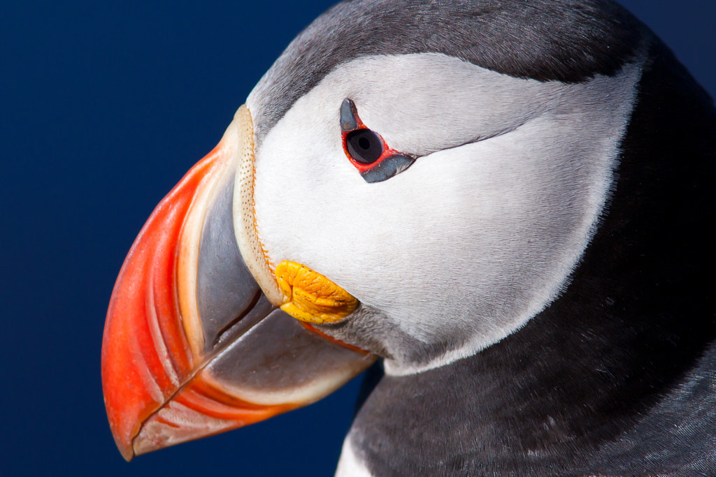 Puffin portrait by David Remacle / 500px