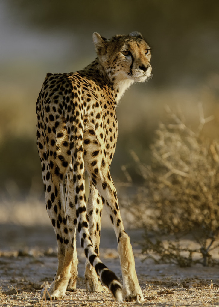 Cheetah Looking Back by Rashid Latiff / 500px