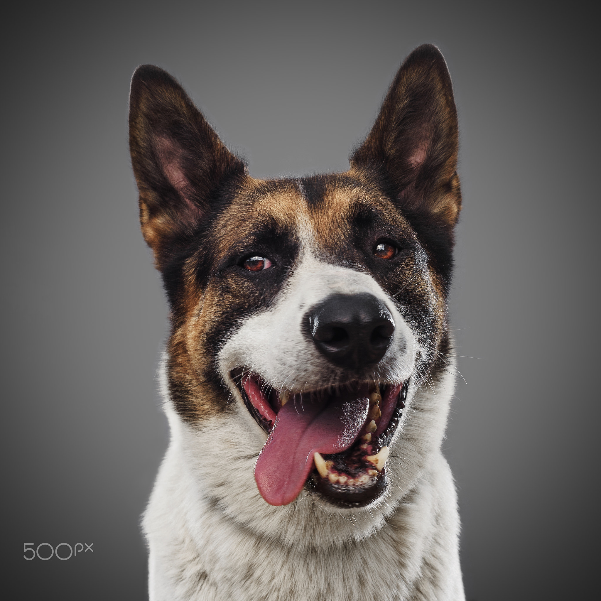 Portrait of dog from shelter by Oleg Evseev | 500px