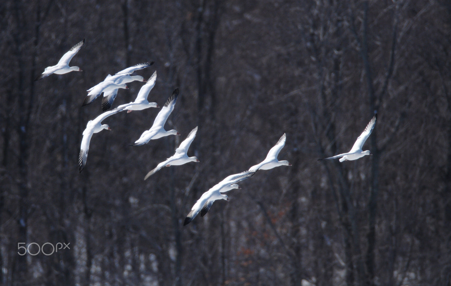 migrating Snow Geese landing by Dave Spier / 500px