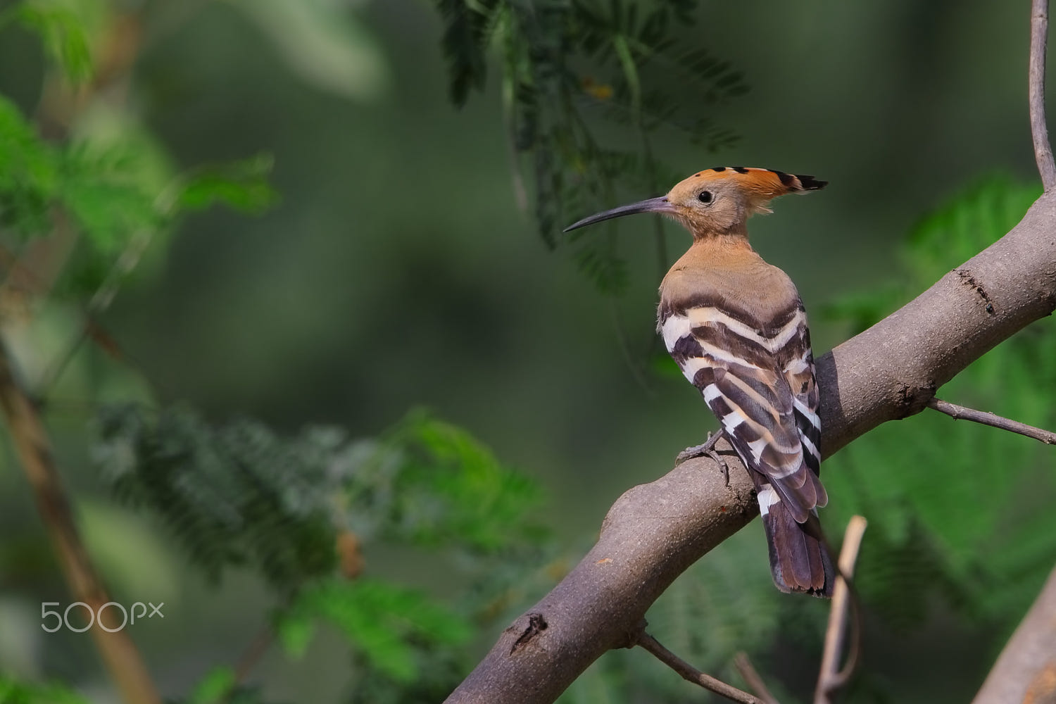 Common Hoopoe by S. Saqib Shams / 500px