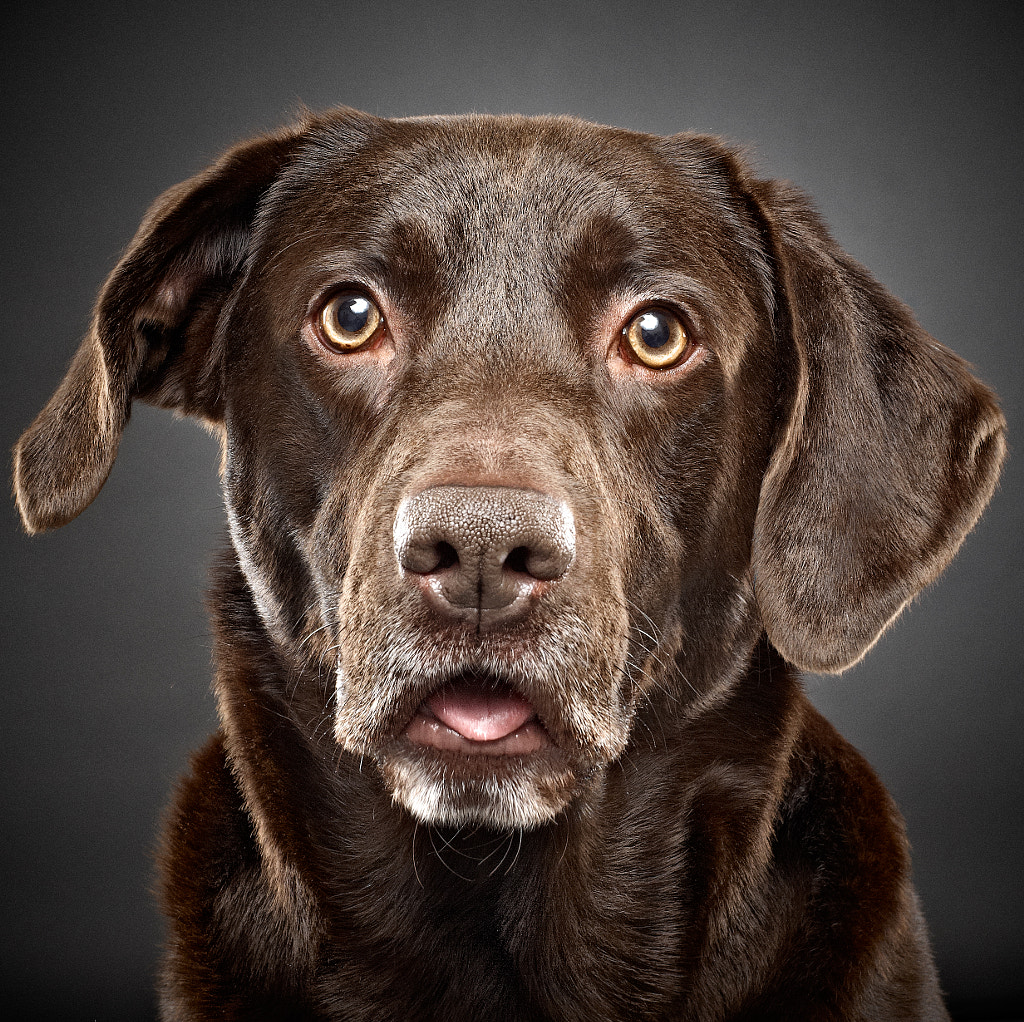 Tyson by Frank Pham / 500px