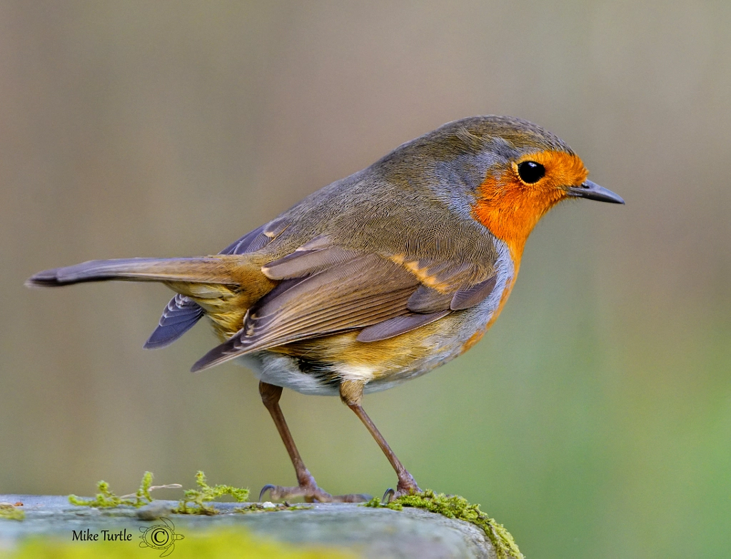 Colourful Robin by Mike Turtle / 500px