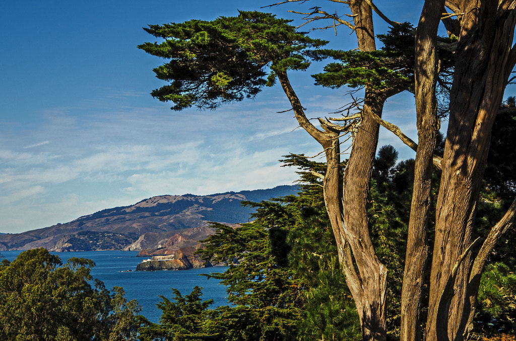 cypress tree at bay opening by Victor Martin Salazar / 500px