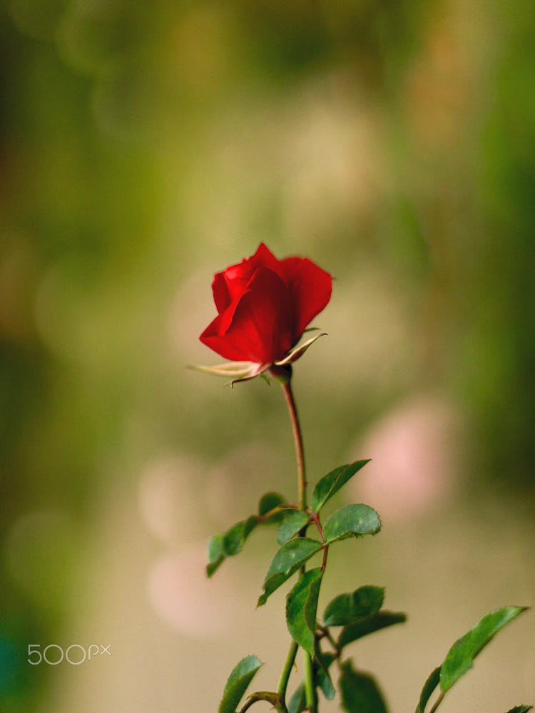 Fragile by Helen Liao / 500px