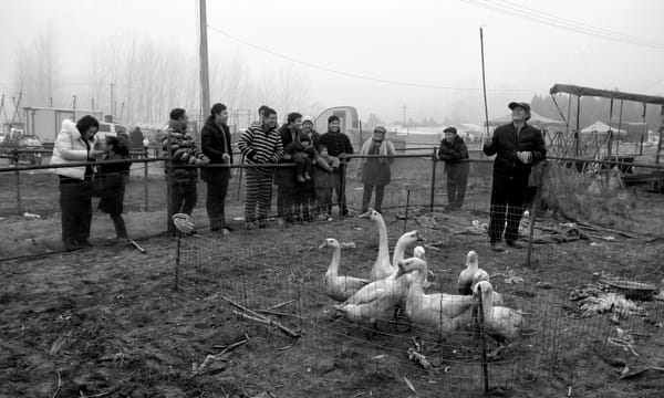 trap geese by jason / 500px
